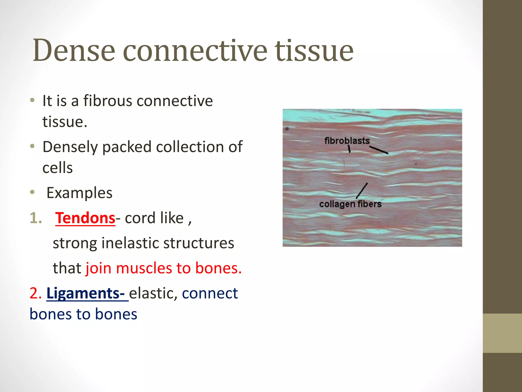 Connective tissues | PPTX