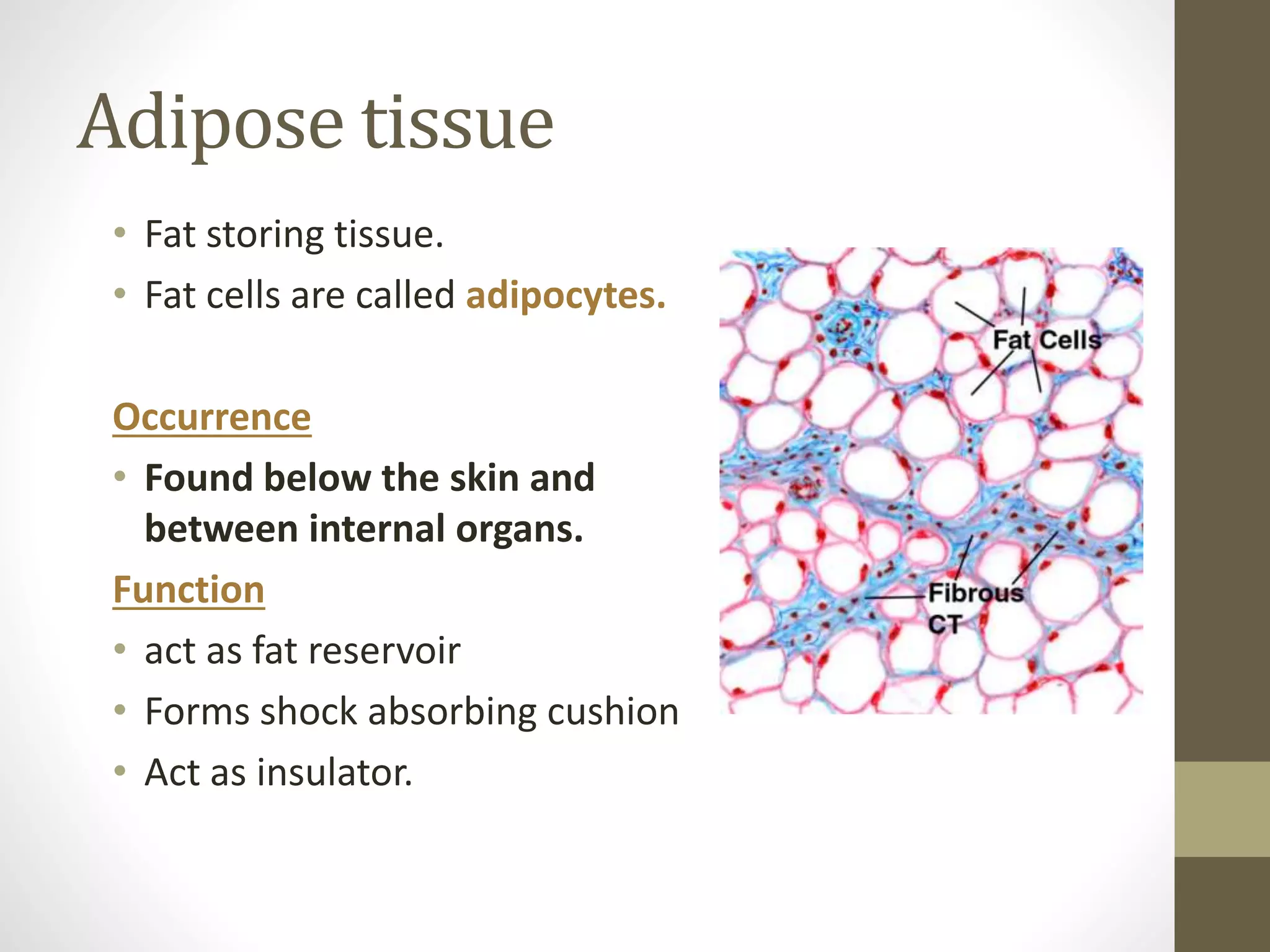 Connective tissues | PPTX