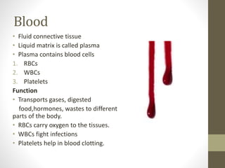 Connective tissues | PPTX