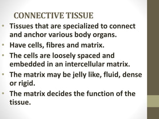 Connective tissues | PPTX