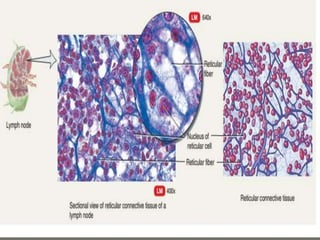Reticular Connective Tissue Lymph Nodes