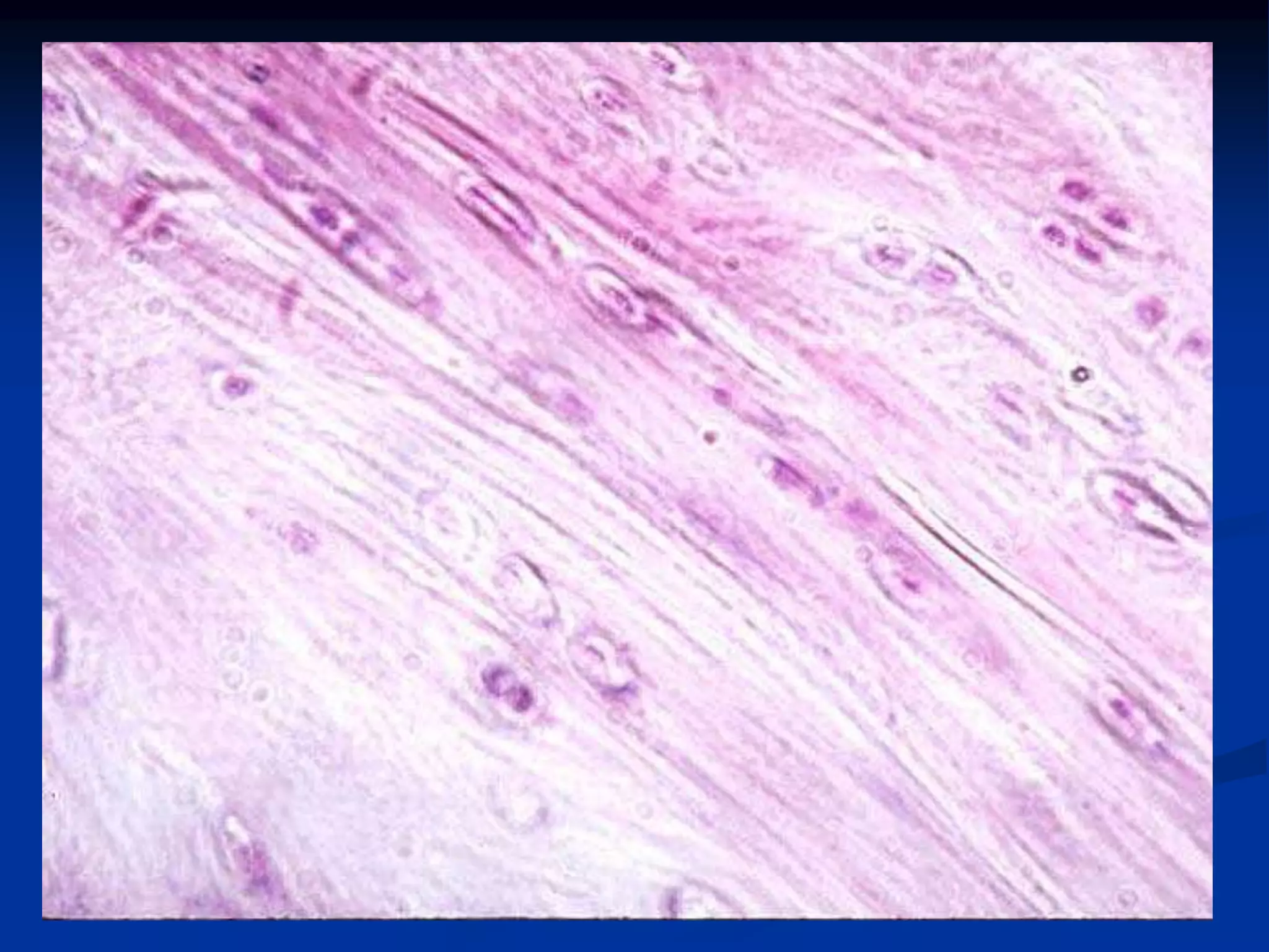 Connective Tissues.pptx