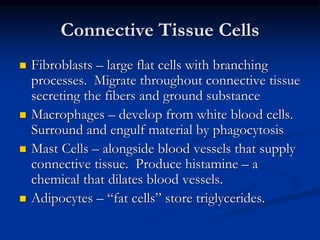 Connective Tissues.pptx