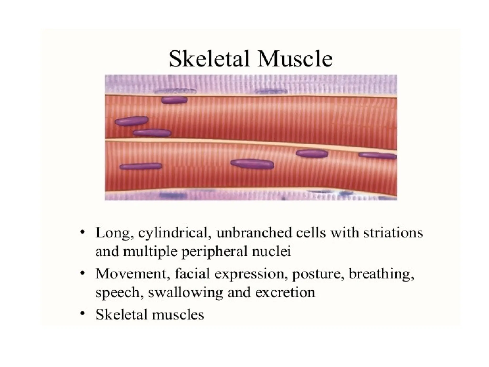 Histology of basic tissues (Connective tissues).pptx
