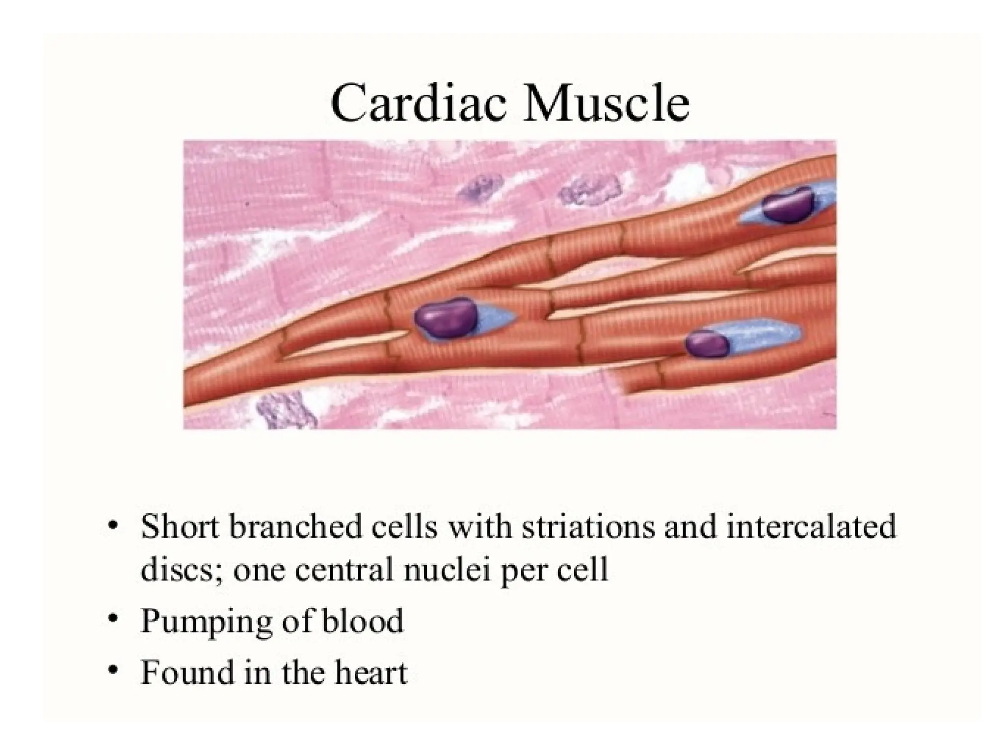 Histology of basic tissues (Connective tissues).pptx