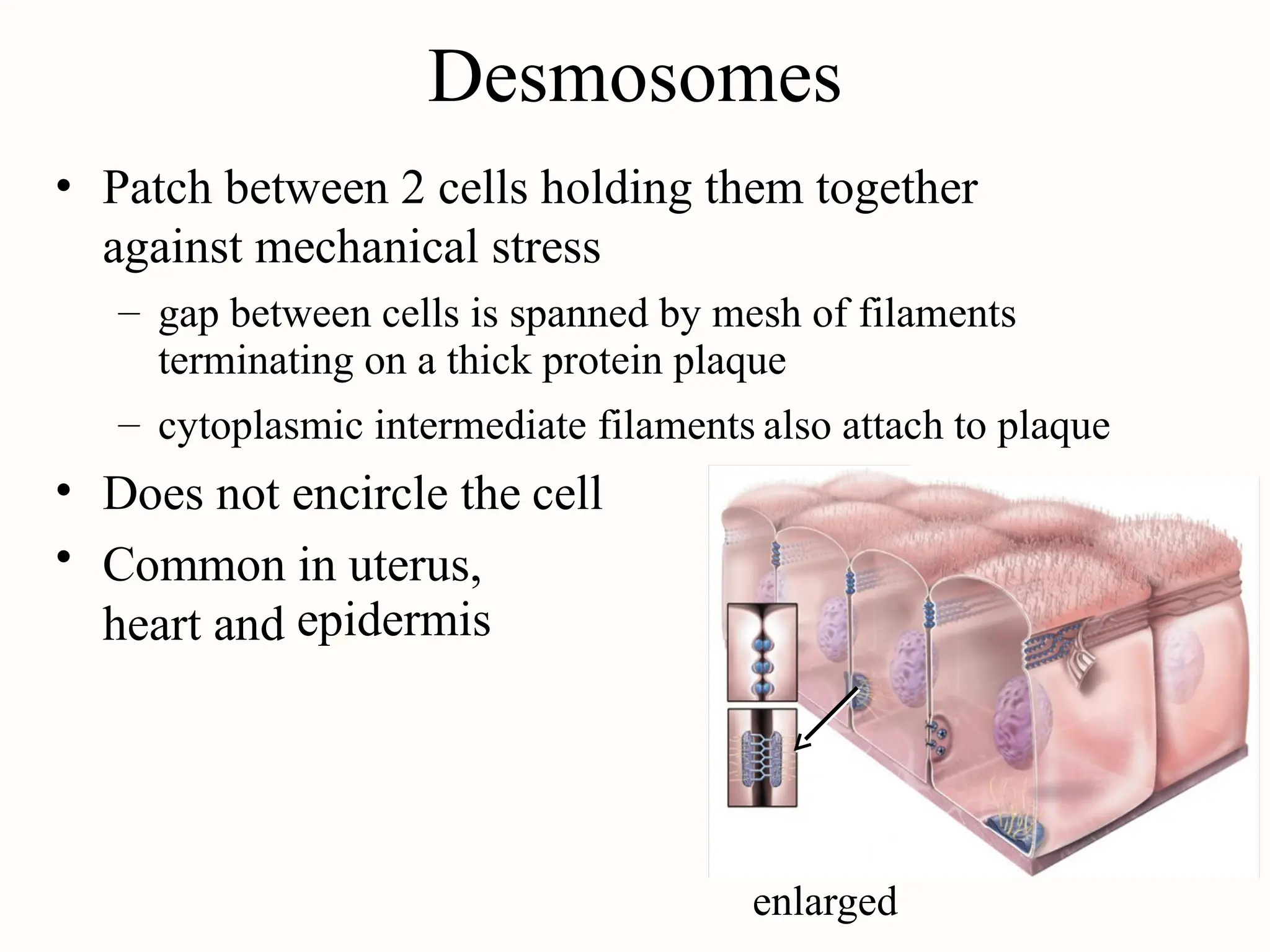 Histology of basic tissues (Connective tissues).pptx