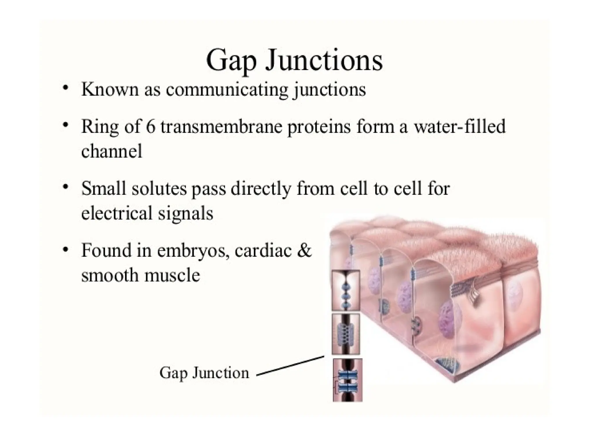 Histology of basic tissues (Connective tissues).pptx