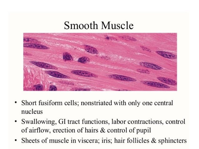 Histology of basic tissues (Connective tissues).pptx
