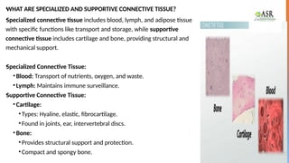 Connective tissue classification by Shaik Bahare Anjum | PPTX