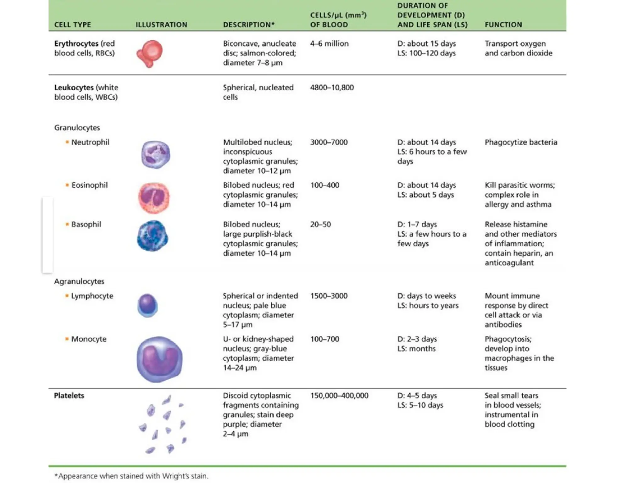 Connective_tissuesBlood Medical school lecture | PPT