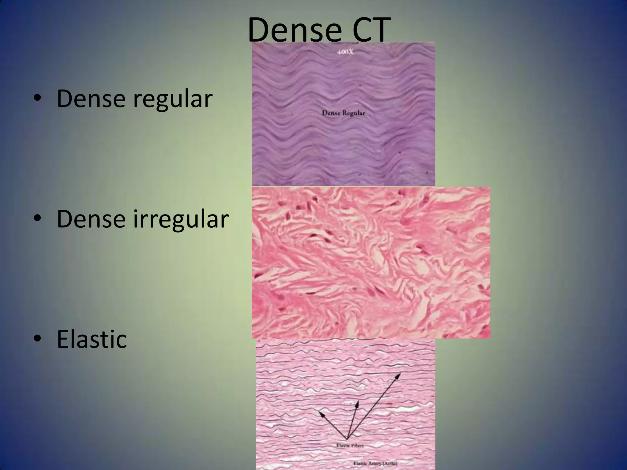 Connective tissue slides | PPTX