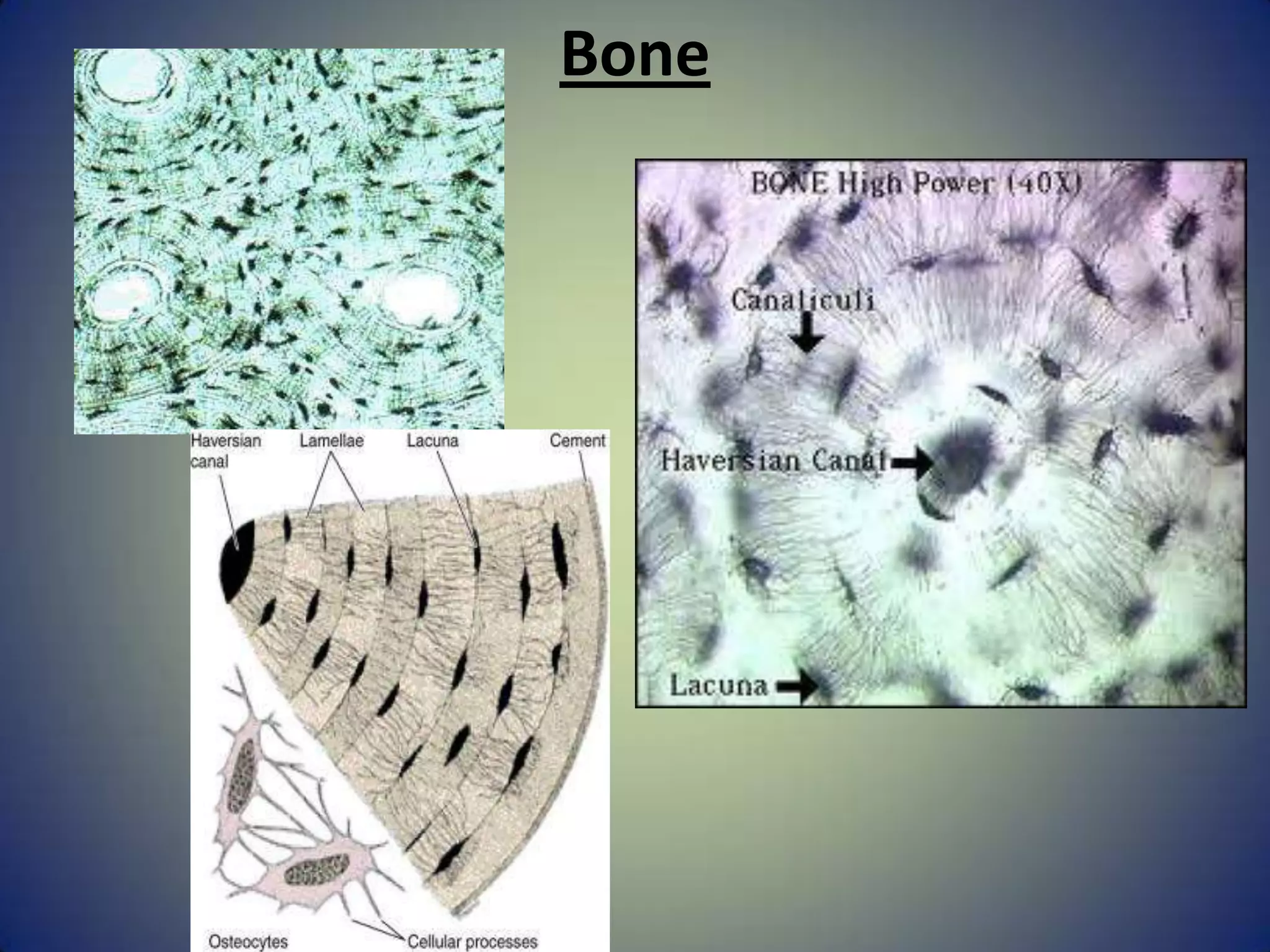 Connective tissue slides | PPTX