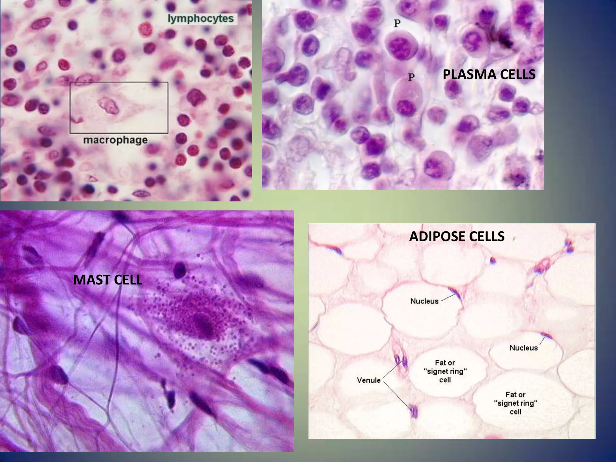 Connective tissue slides | PPTX