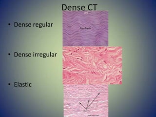 Connective tissue slides | PPTX