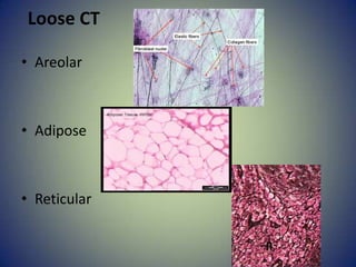 Connective tissue slides | PPTX