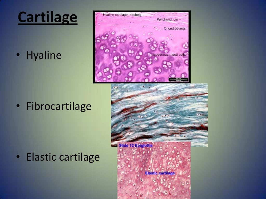 Connective tissue slides