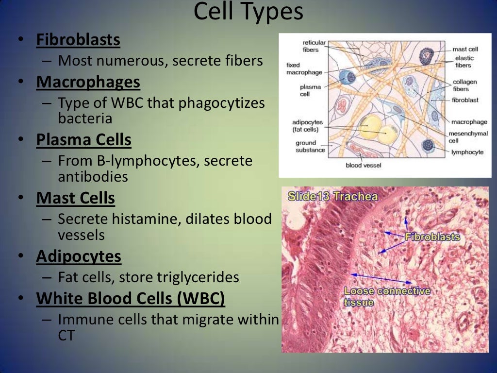 Connective tissue slides
