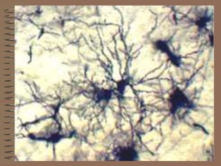 CONNECTIVE TISSUE STAINS | PPTX