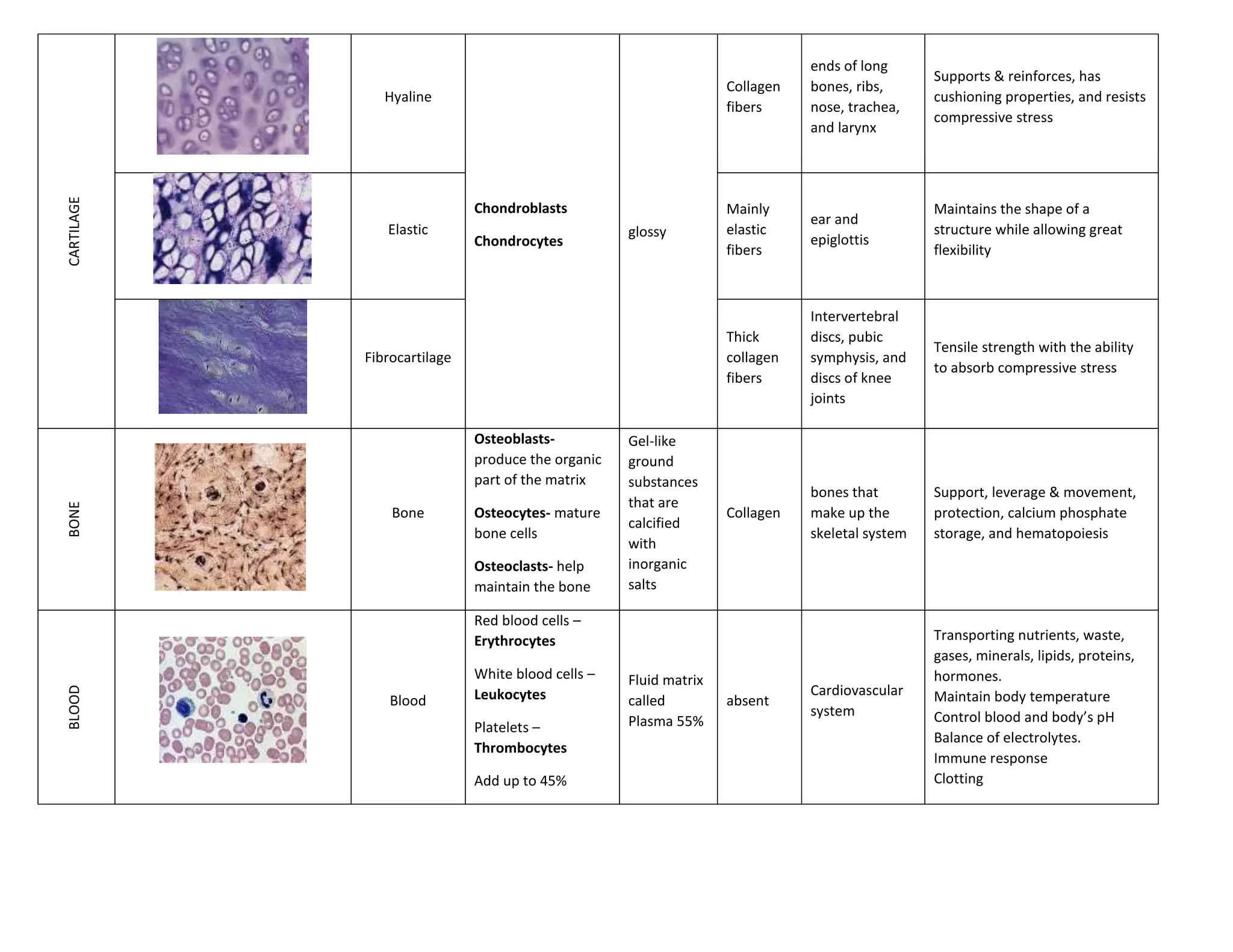 Connective Tissue Table.docx