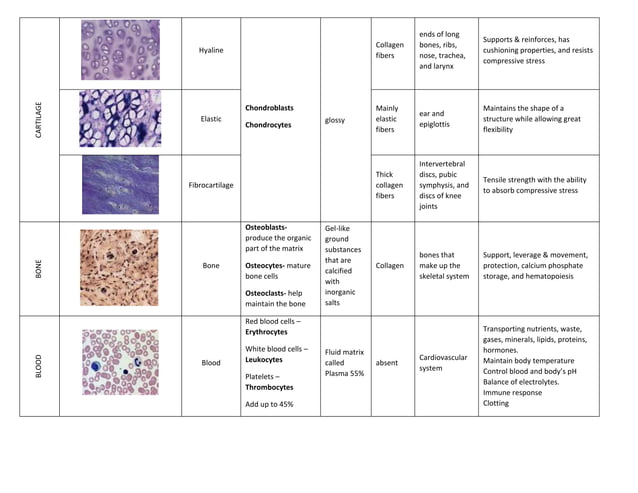 Connective Tissue Table.docx | Bone and Joint Conditions | Diseases and ...