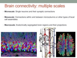 Connectome | PPTX