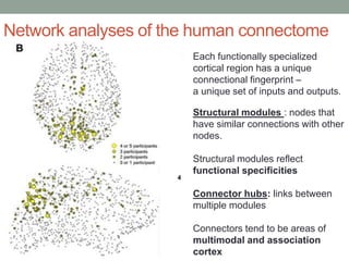Connectome | PPTX