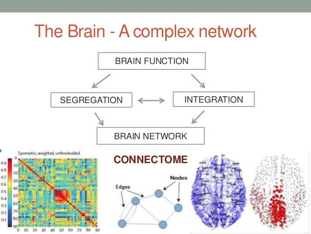 Connectome