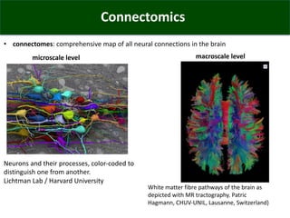 Connectomics_Journal Club | PDF