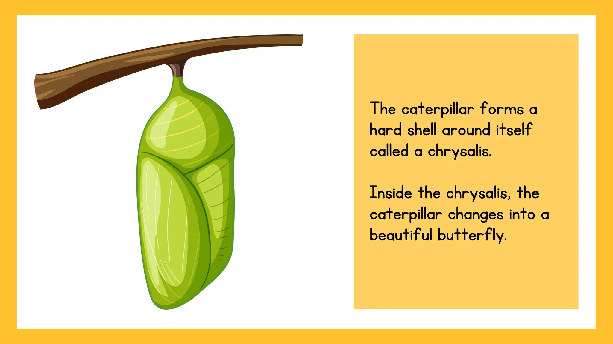 connect the label to the butterfly life cycle..pdf