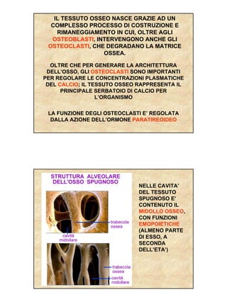 Connettivo e osso | PDF | Bone and Joint Conditions | Diseases and ...