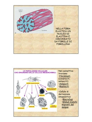 Connettivo e osso | PDF | Bone and Joint Conditions | Diseases and ...