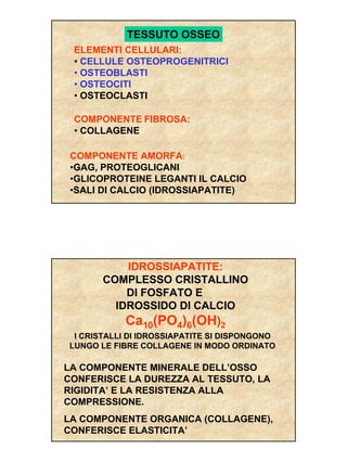 Connettivo e osso | PDF | Bone and Joint Conditions | Diseases and Conditions