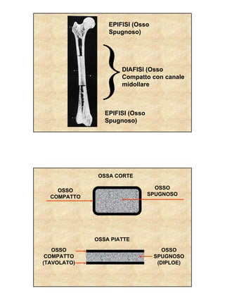 Connettivo e osso | PDF | Bone and Joint Conditions | Diseases and Conditions