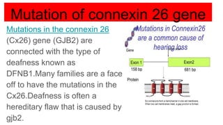 connexin 26 hearing loss gene | PPT
