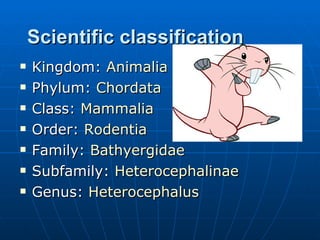 Connor lalonde naked mole rat | PPT