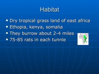 Connor lalonde naked mole rat | PPT