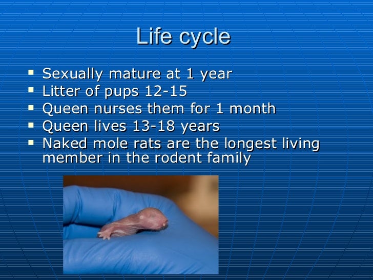 Connor lalonde naked mole rat