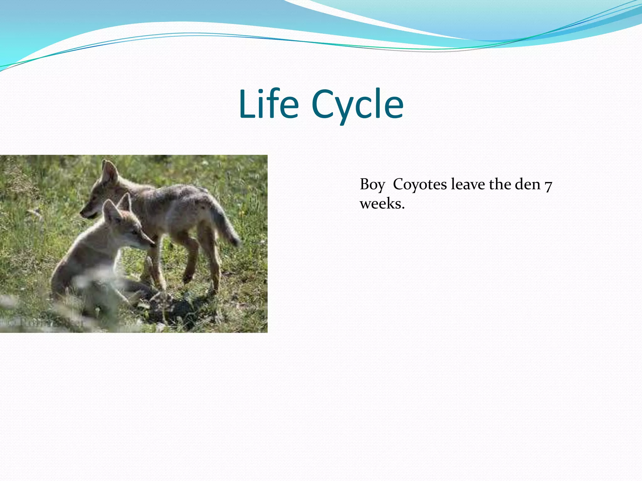 Connor's coyotes | PPT