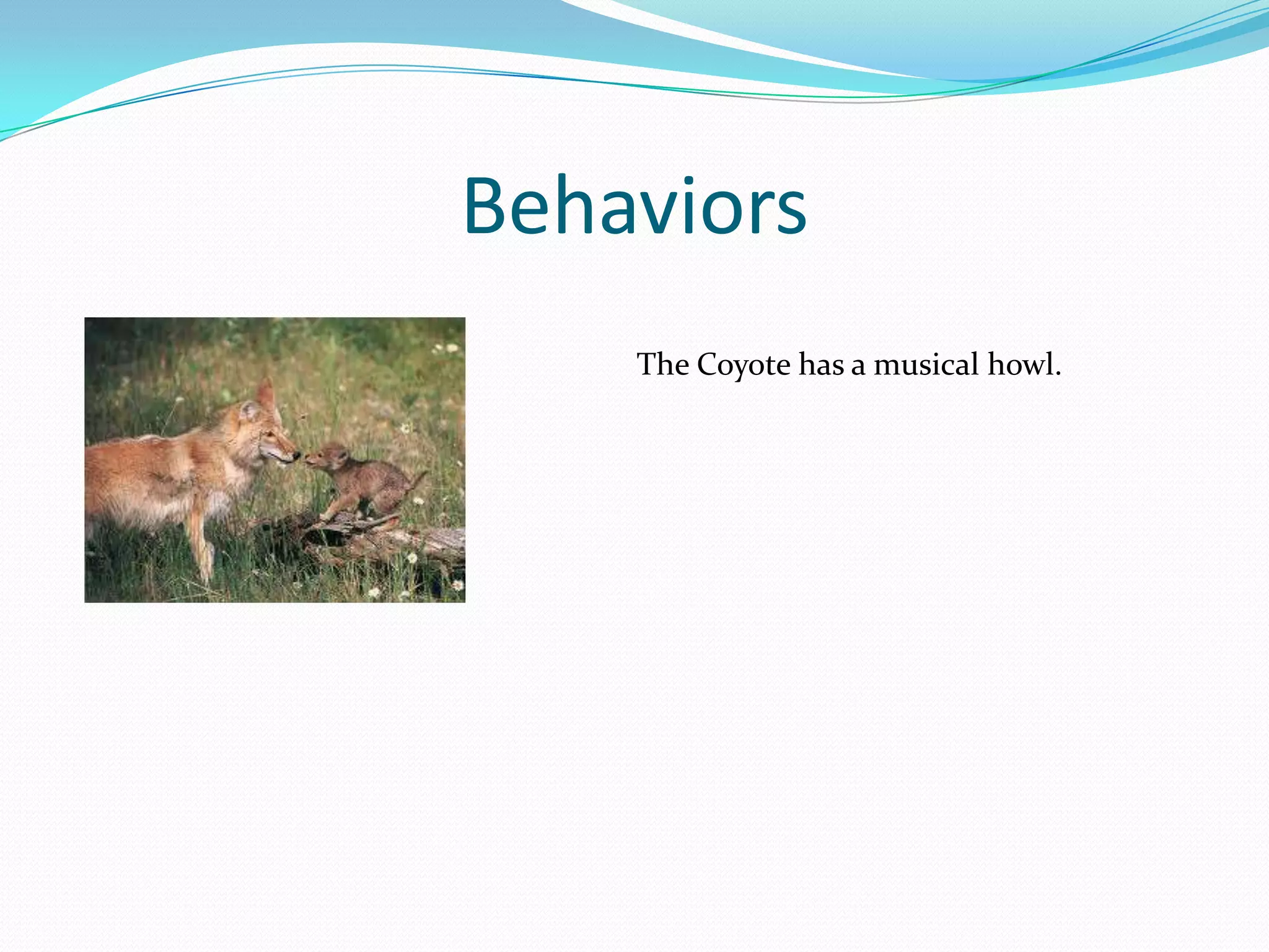 Connor's coyotes | PPT