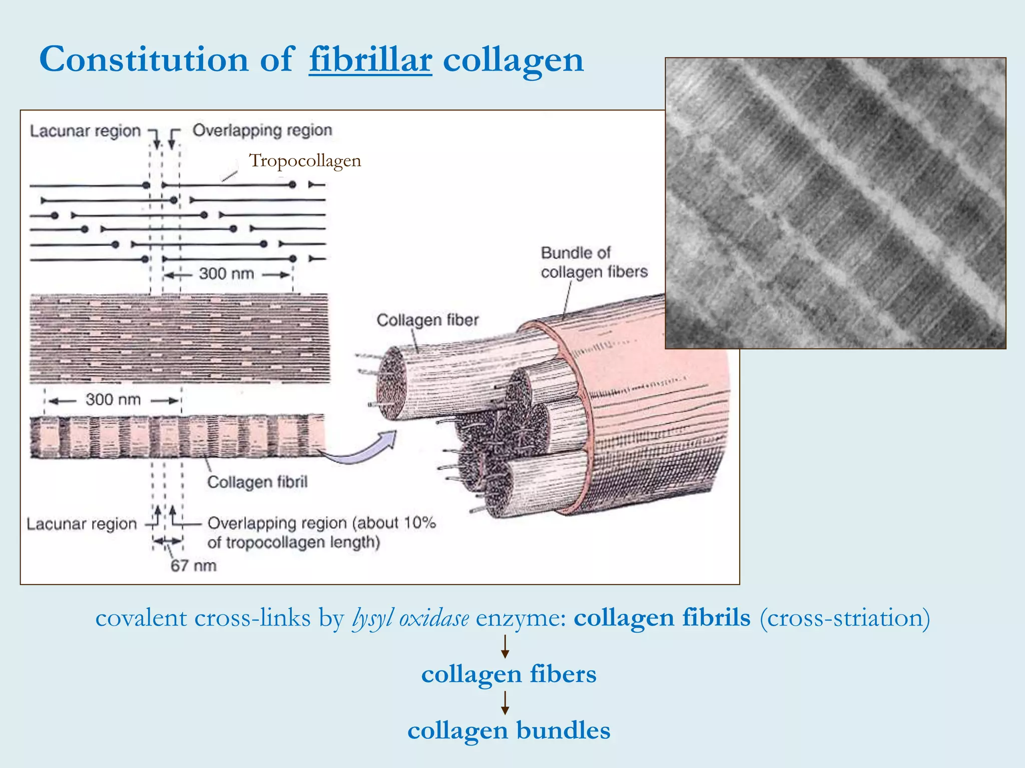 conn_tissue_fibres_types_em1_VV_2018.ppt