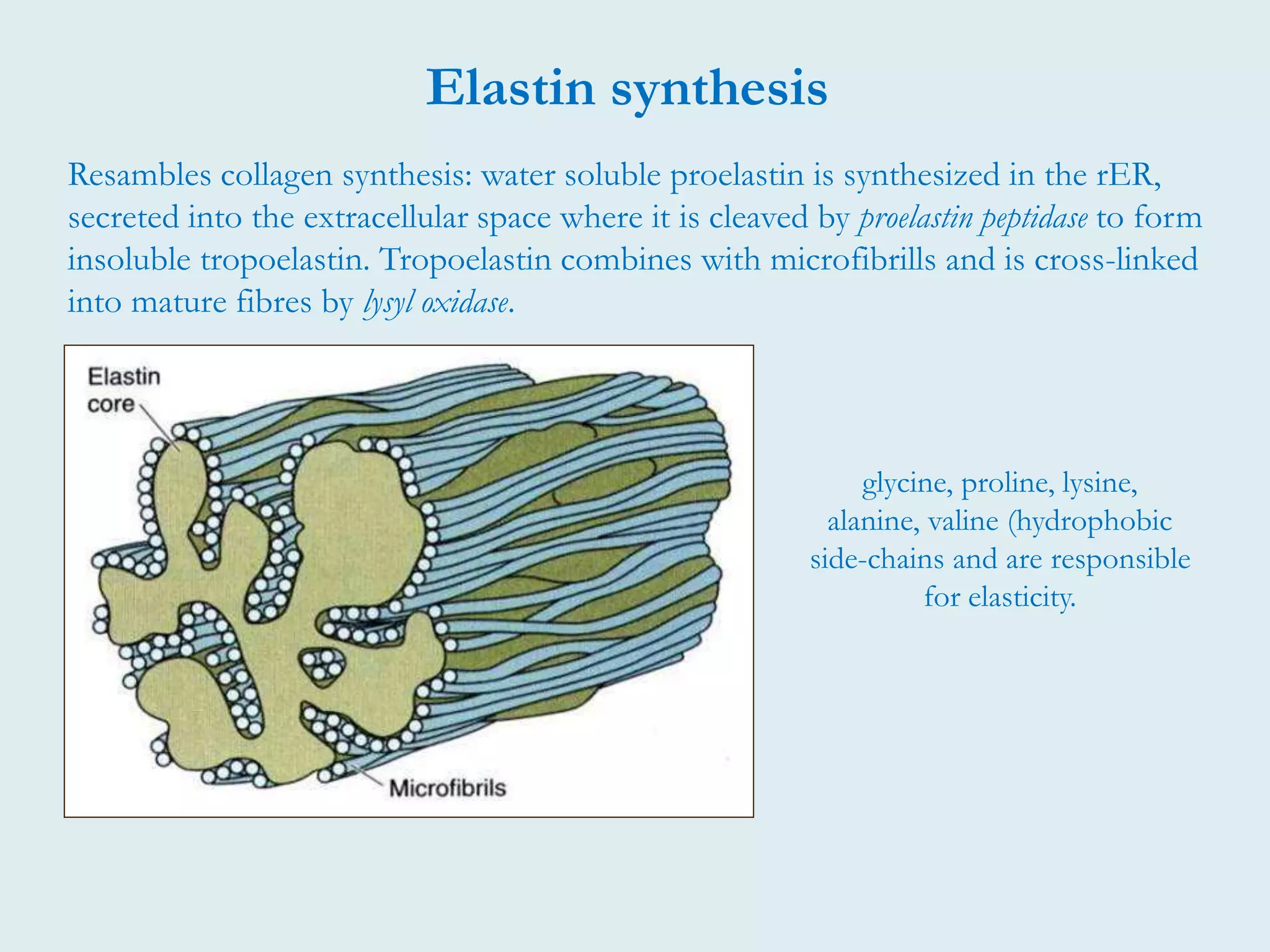 conn_tissue_fibres_types_em1_VV_2018.ppt