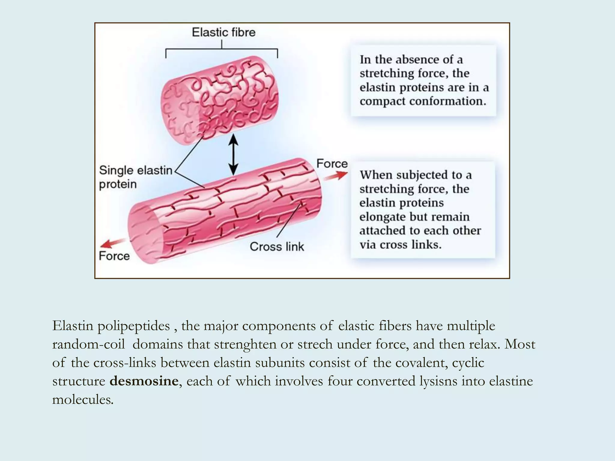 conn_tissue_fibres_types_em1_VV_2018.ppt