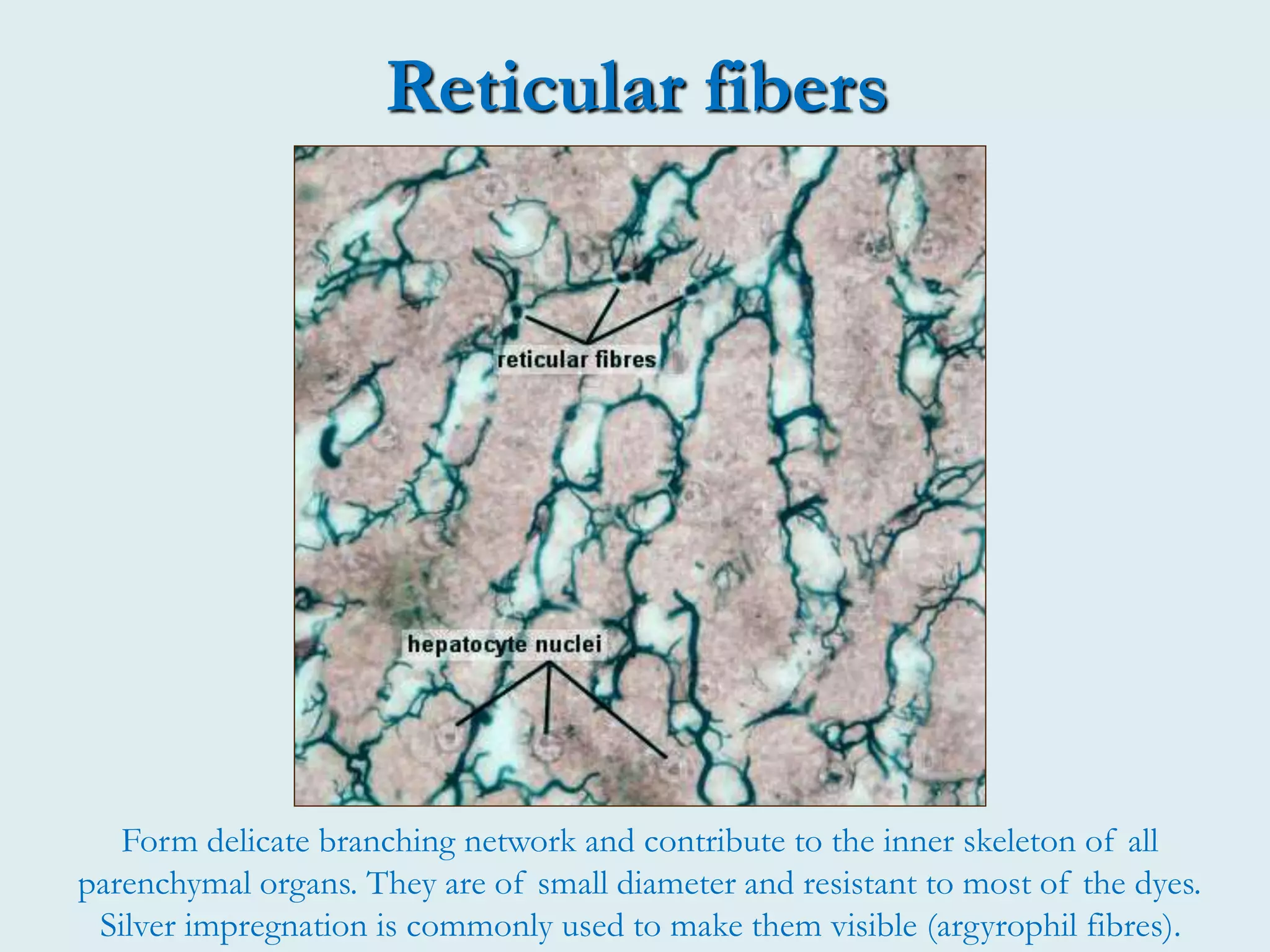 conn_tissue_fibres_types_em1_VV_2018.ppt