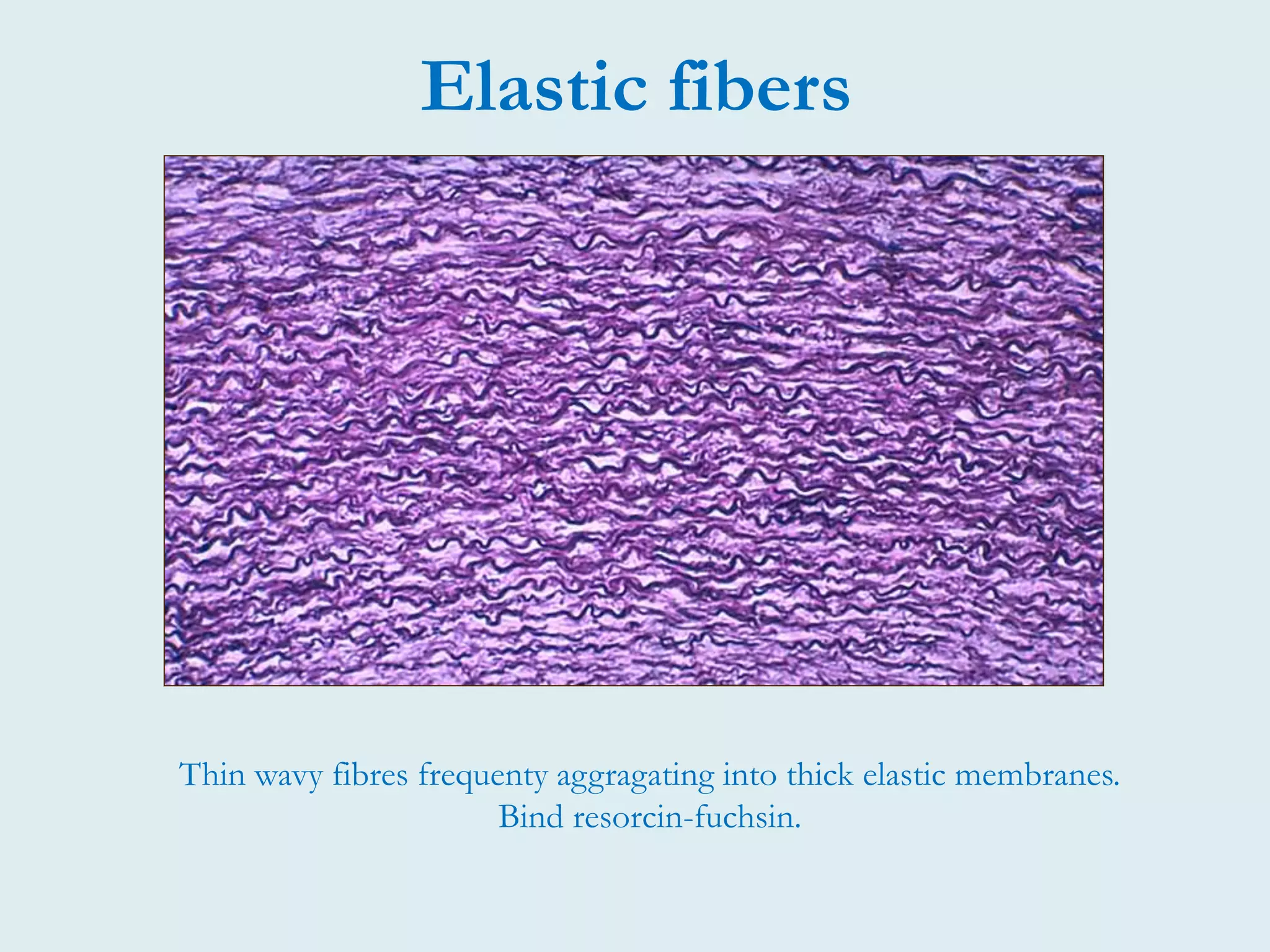 conn_tissue_fibres_types_em1_VV_2018.ppt