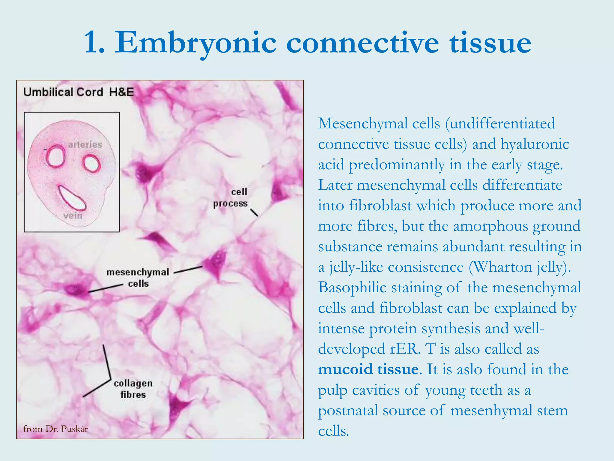 conn_tissue_fibres_types_em1_VV_2018.ppt