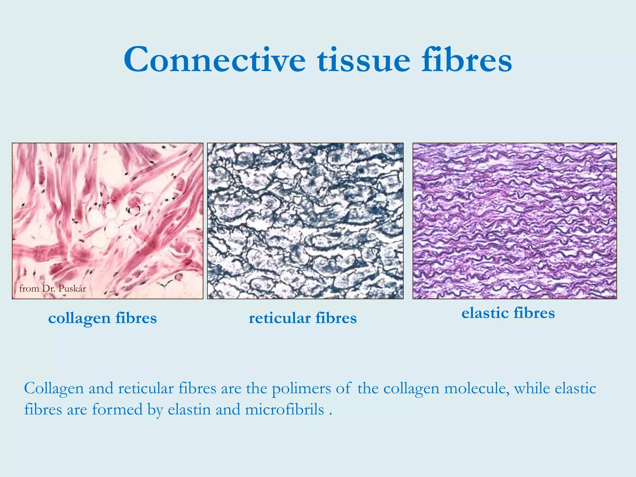 conn_tissue_fibres_types_em1_VV_2018.ppt