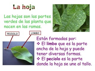 Cono 3º tema 4 las plantas | PPTX