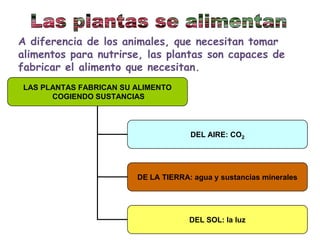Cono 3º tema 4 las plantas | PPTX