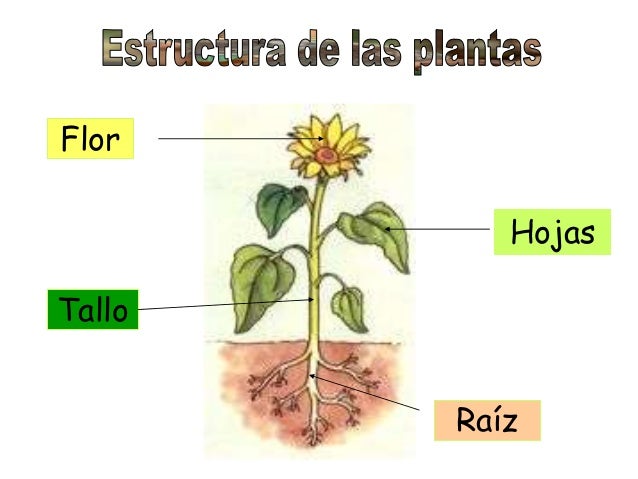 Cono 3º tema 4 las plantas