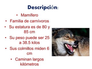 Conoces a los lobos | PPTX